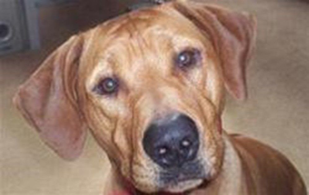 Graham Kirby is fundraising for Pelican Cancer Foundation