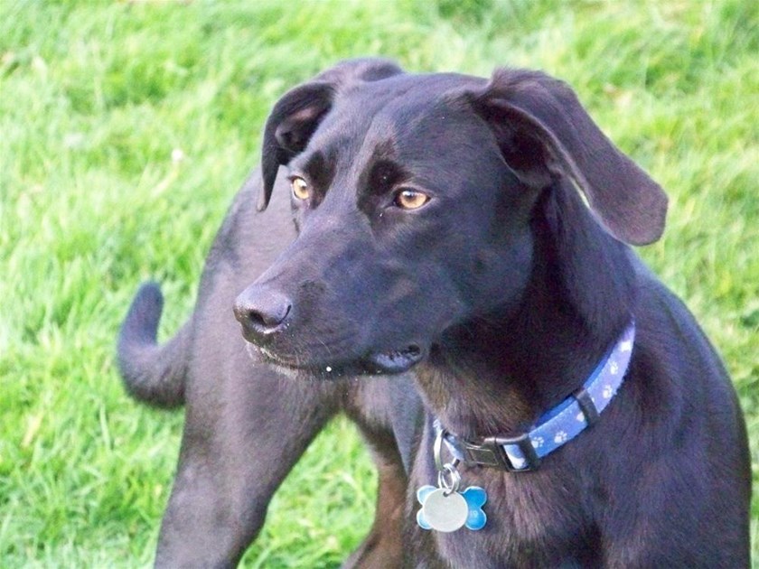 Sue Rhodes is fundraising for Cancer Research UK