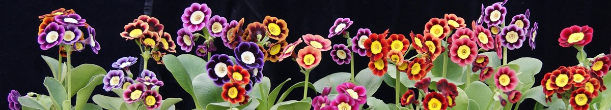 alison goldie is fundraising for Maggie's Centres