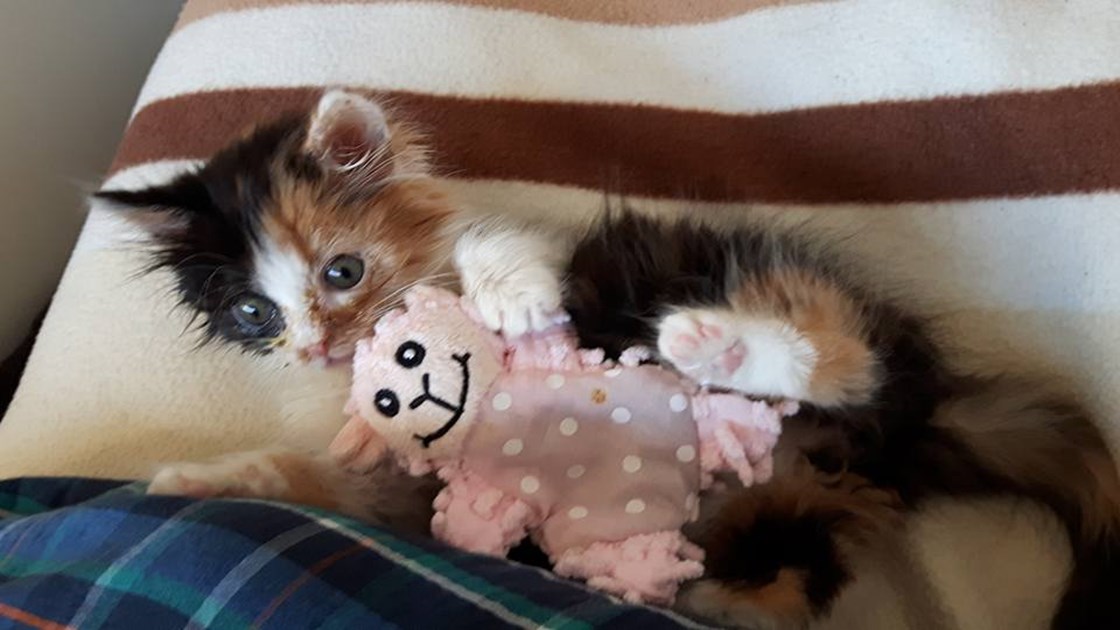 Angela Woodcock is fundraising for Yorkshire Cat Rescue
