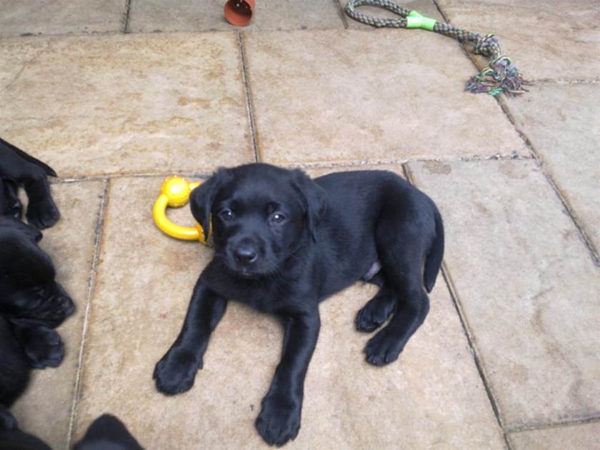 Sarah Stelling is fundraising for Dogs Trust