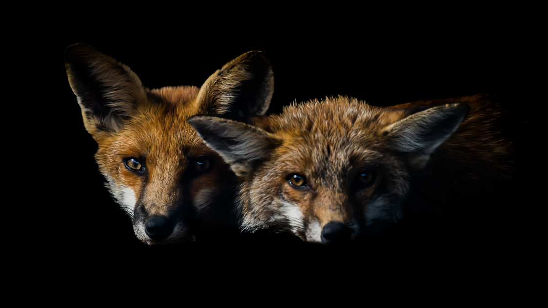 Liane Carver is fundraising for RSPCA Oak and Furrows Wildlife Rescue ...