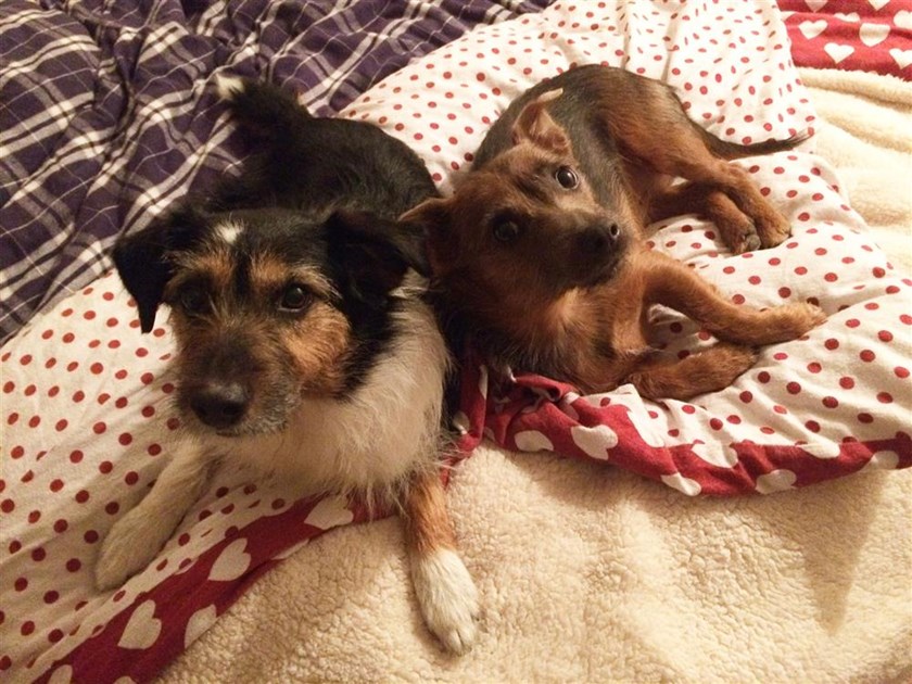 Jana Mostert is fundraising for WADARS