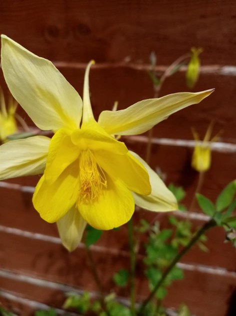 Debbie Standen is fundraising for Macular Society