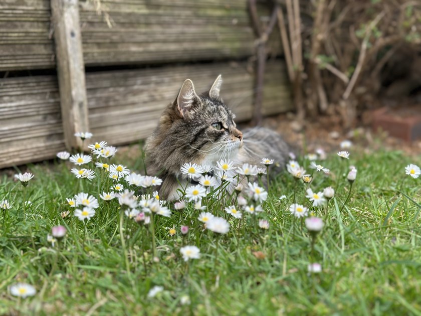 Sarah Mold is fundraising for Cats Protection