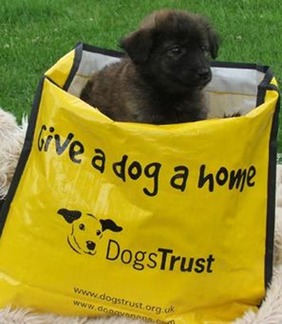 Aisling Keane is fundraising for Dogs Trust Ireland