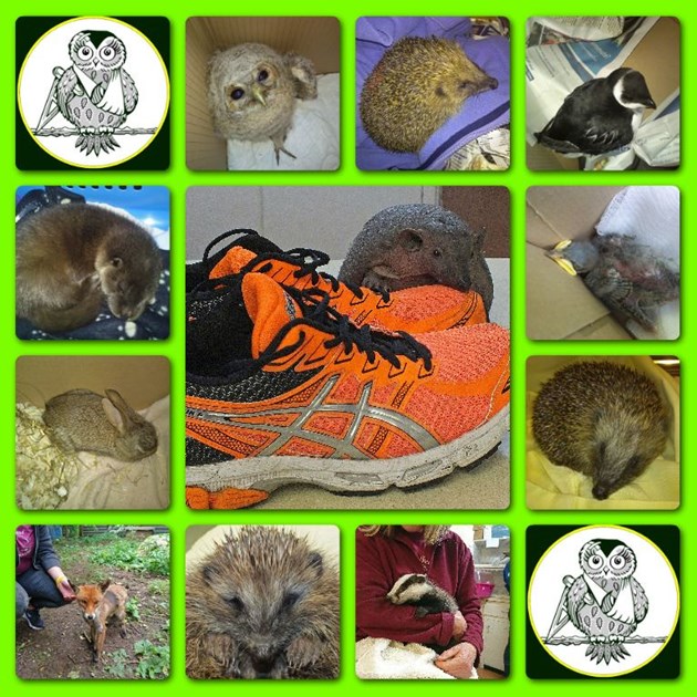 Abi Rogerson is fundraising for Hessilhead Wildlife Rescue Trust
