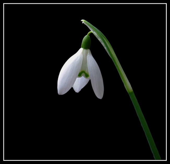 Rowena Jarvis is fundraising for Diabetes UK