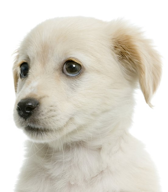 Neil Scanlon is fundraising for Guide Dogs