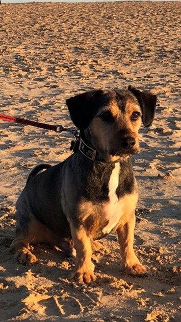 Alison Goodhew is fundraising for Dogs Trust