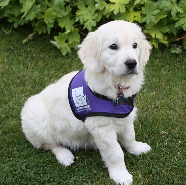 Alison Conn is fundraising for Canine Partners