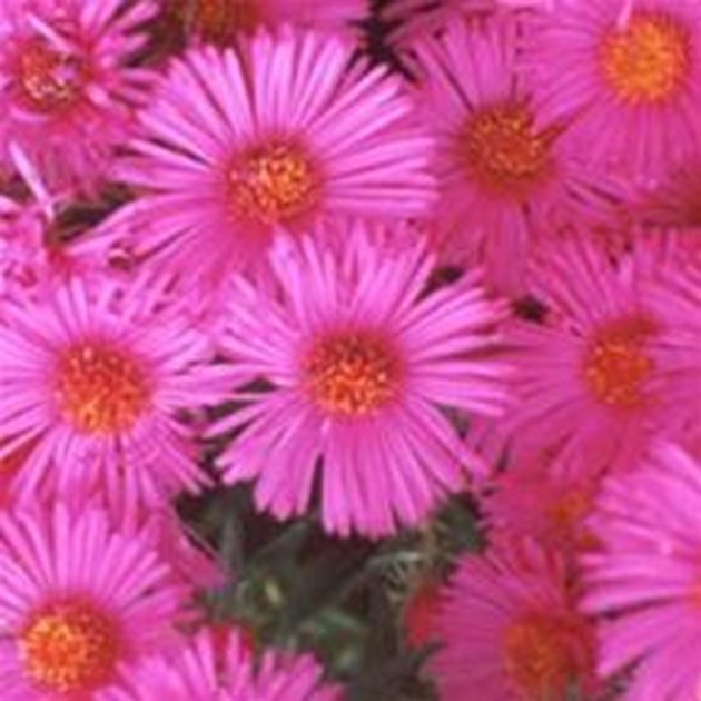 Kate Lines is fundraising for Cancer Research UK