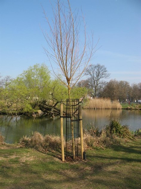 Michael Trees for Cities is fundraising for Trees for Cities