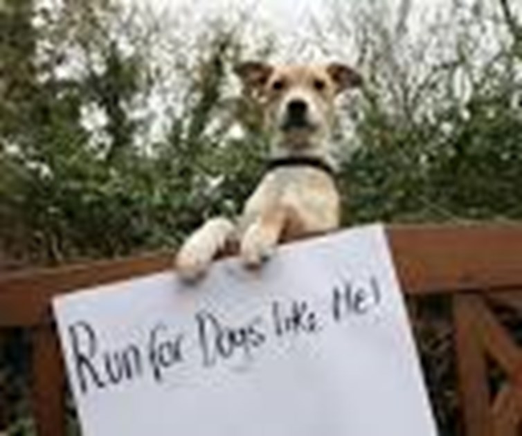 Lynette Kelly is fundraising for ISPCA