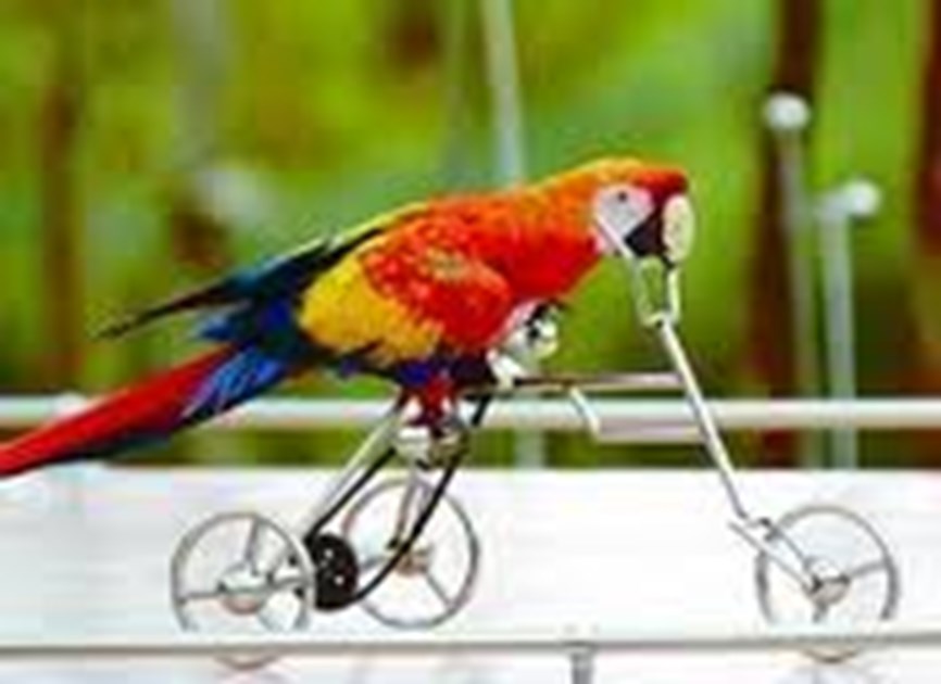 Kelly Pickard is fundraising for British Heart Foundation