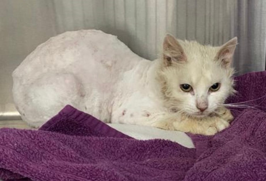 Little Paws Rescue is fundraising for Little Paws Rescue