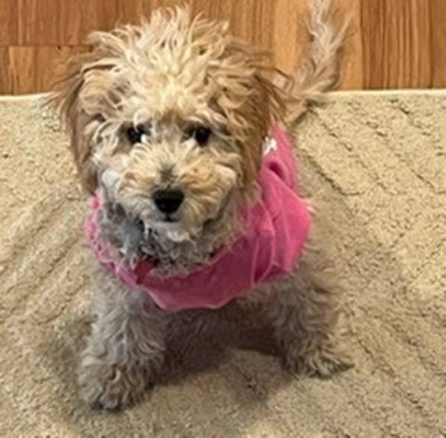 Carrie Fritz is fundraising for Calgary Humane Society