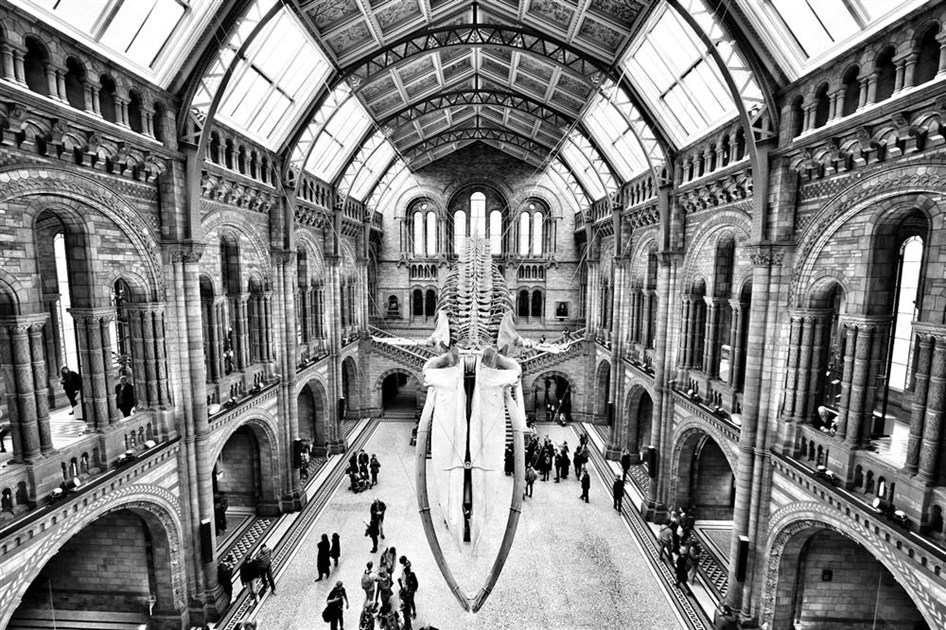 Paul Cogan is fundraising for Natural History Museum