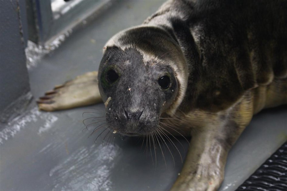 BDMLR Seal Hospital is fundraising for British Divers Marine Life Rescue