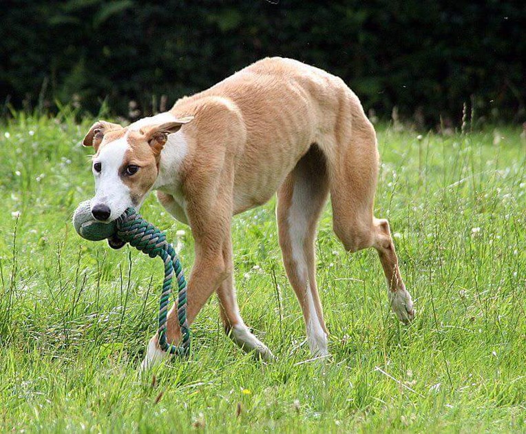 Lisa Cartwright is fundraising for Greyhound Gap