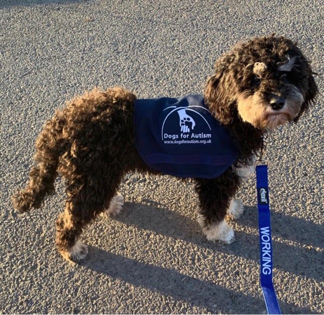Alan Davies is fundraising for Dogs for Autism