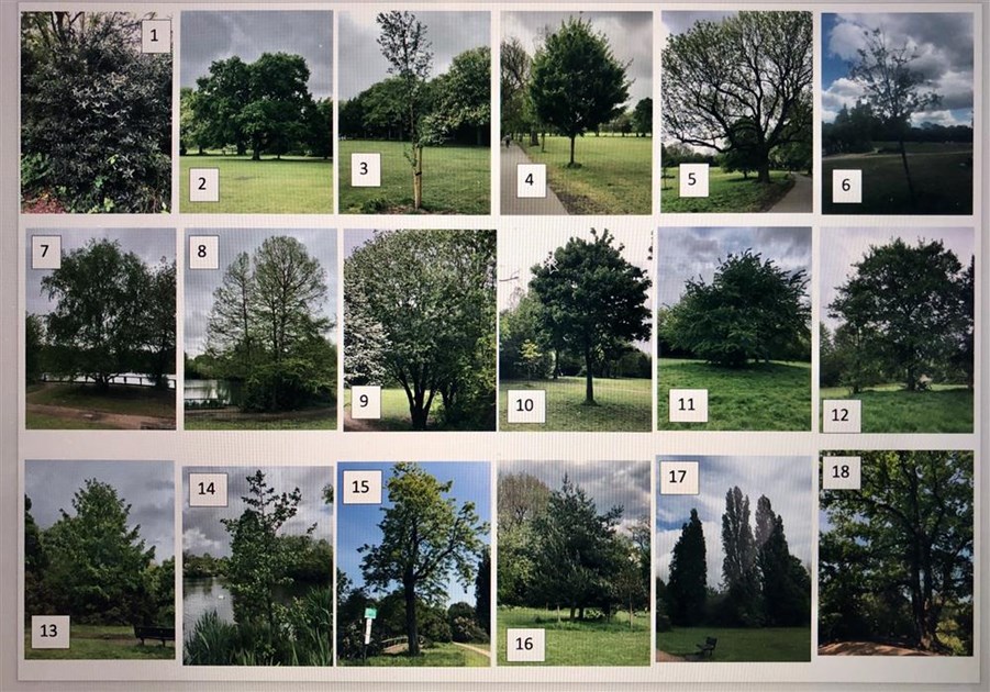 Sarah Webley is fundraising for The South London Botanical Institute