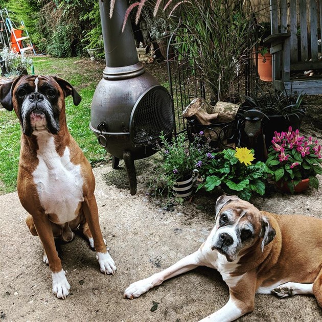 Fiona Neal is fundraising for Animal Helpline