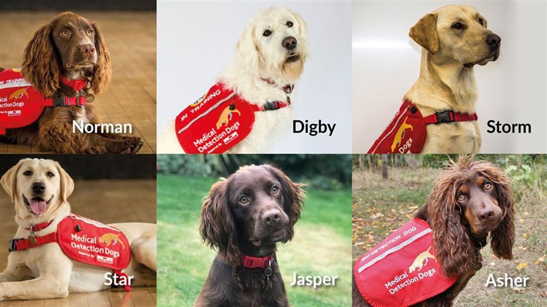 Swish London is fundraising for Medical Detection Dogs