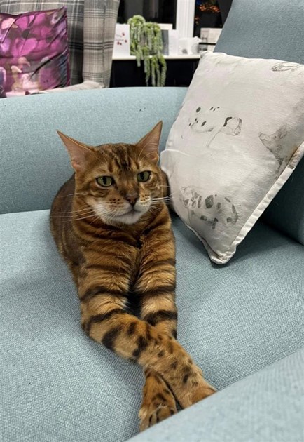 Michael Hardiman is fundraising for Cats Protection