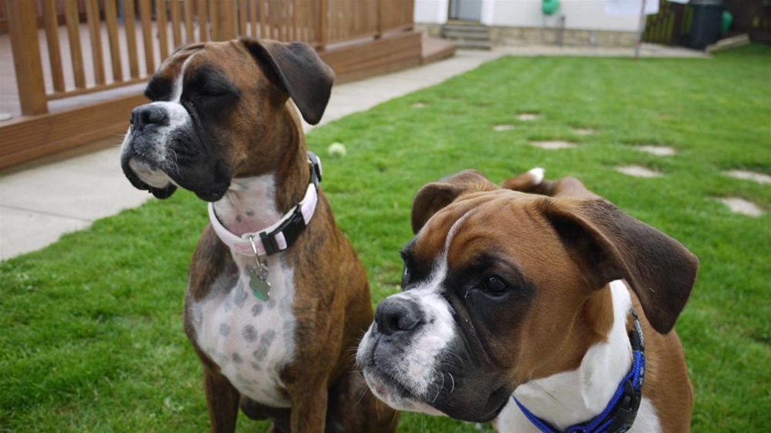 Lisa Fullerton is fundraising for Boxer Welfare Scotland