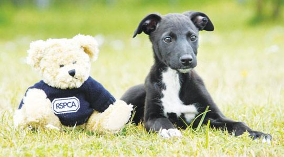 Jonathan Whitfield is fundraising for RSPCA