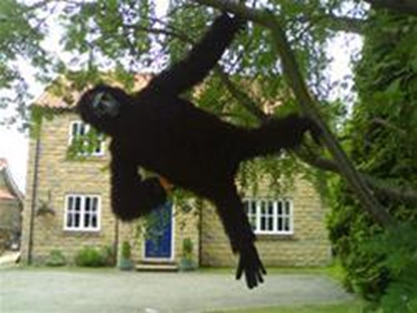 Paul Crossan is fundraising for RSPCA