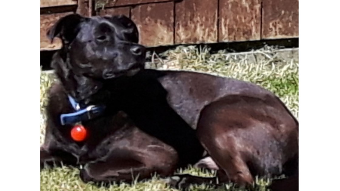 Fiona Conlon is fundraising for Scottish SPCA