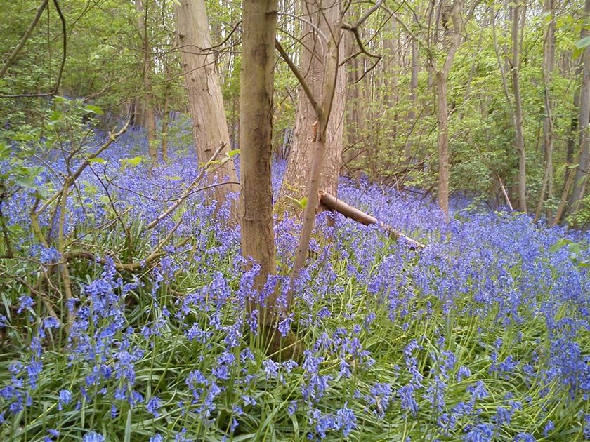 Violet Ng is fundraising for Alzheimer's Society