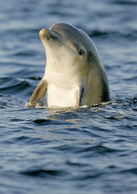 Helen Broad is fundraising for Whale And Dolphin Conservation