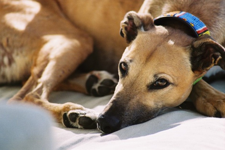 Graham Collis is fundraising for Dogs Trust