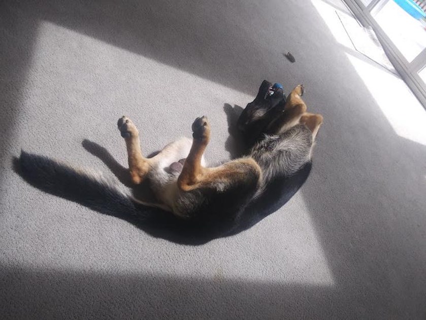 Autumn Shank is fundraising for Humane Society for Greater Nashua ...