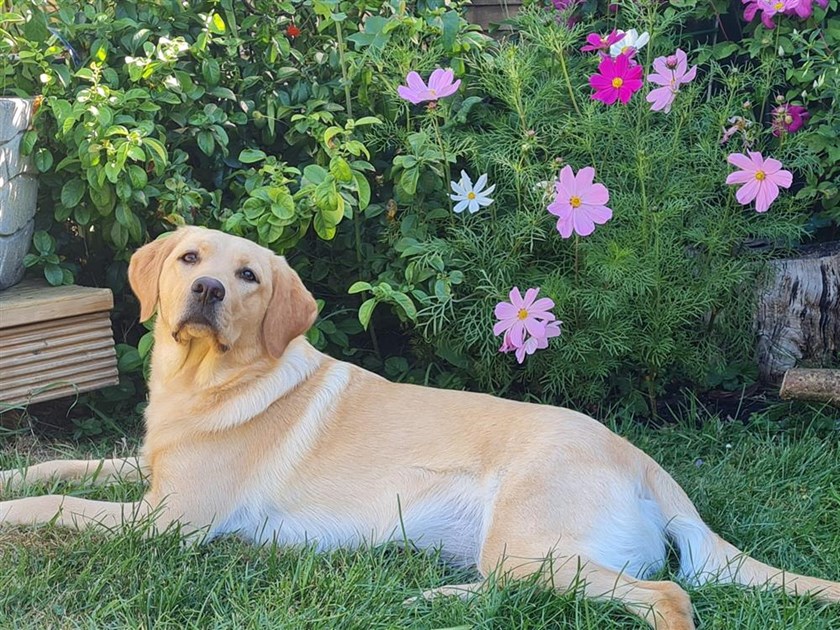 Maddi Sheppard is fundraising for Dogs Trust