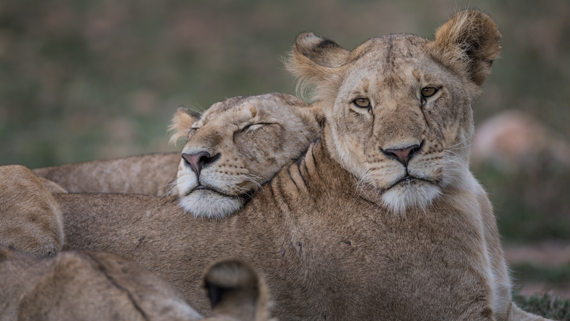 Nina Perkins is fundraising for Born Free Foundation