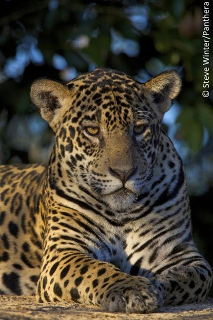 Panthera Wildlife Trust is fundraising for Panthera Wildlife Trust