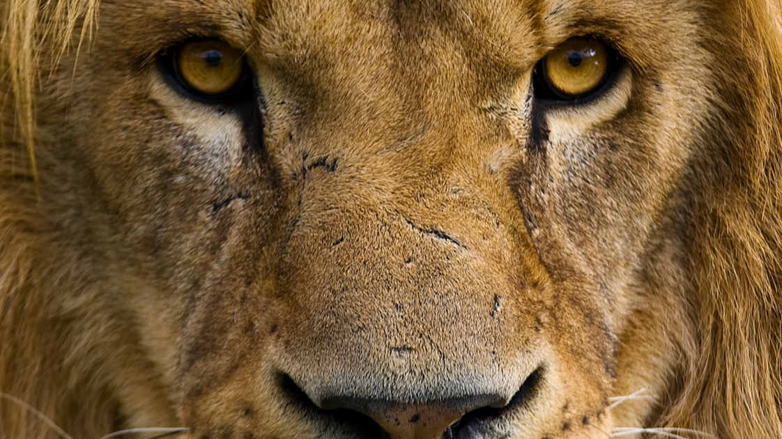 Jake Mummery is fundraising for The Big Cat Sanctuary