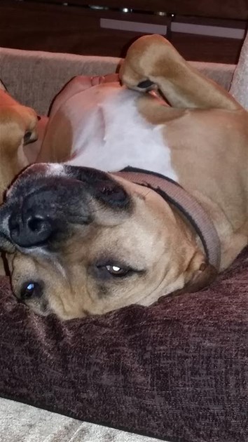 Alison Pickford is fundraising for Staffie Smiles Rescue