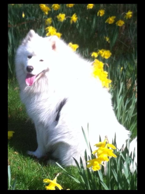 Lyn Williams is fundraising for Marie Curie