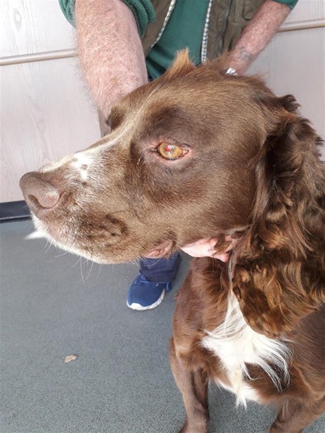 Cocker And English Springer Spaniel Rescue is fundraising for CAESSR