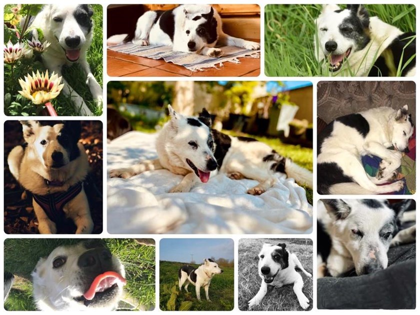 Maria Emilsson-McGoldrick is fundraising for Rainbow Rehoming Centre