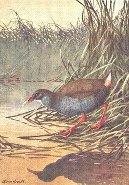 BirdLife International Team is fundraising for BirdLife International