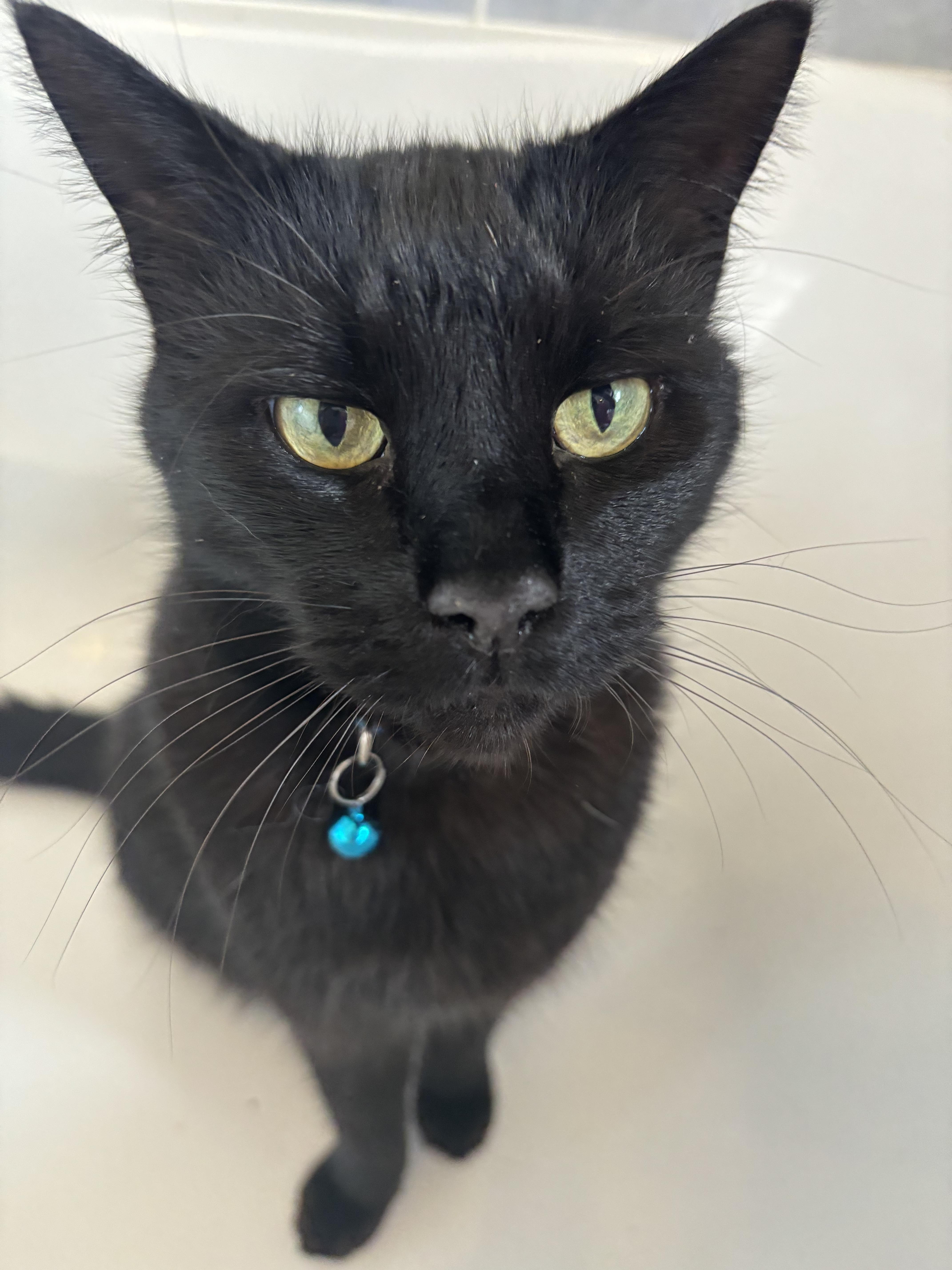 Team Colin & chaz is fundraising for Cats Protection