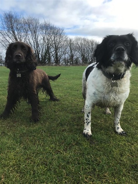 Adam Weal is fundraising for WAGS Retired Police Dogs