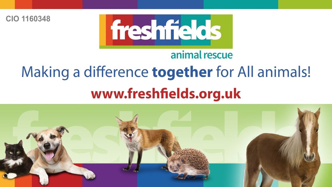 BDO Liverpool is fundraising for Freshfields Animal Rescue Centre