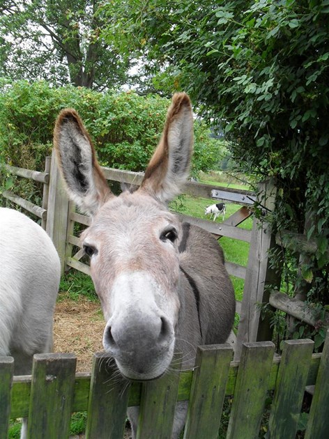 Kelly Gill is fundraising for The Donkey Sanctuary